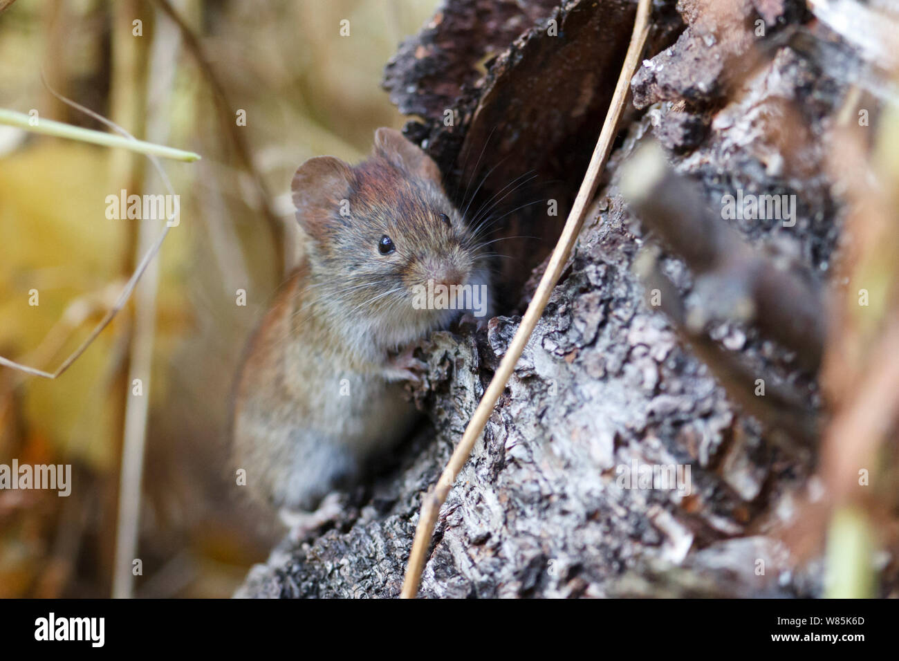 Red backed vole hi-res stock photography and images - Alamy