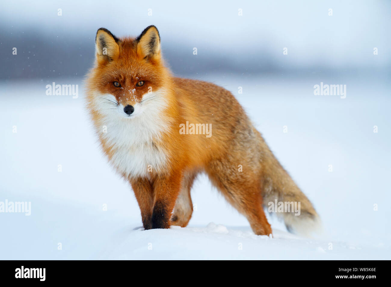 Red fox (Vulpes vulpes) portrait in snow, Lapland, Finland. March Stock ...
