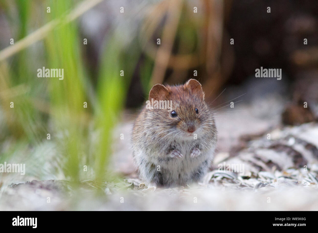 Clethrionomys rutilus hi-res stock photography and images - Alamy