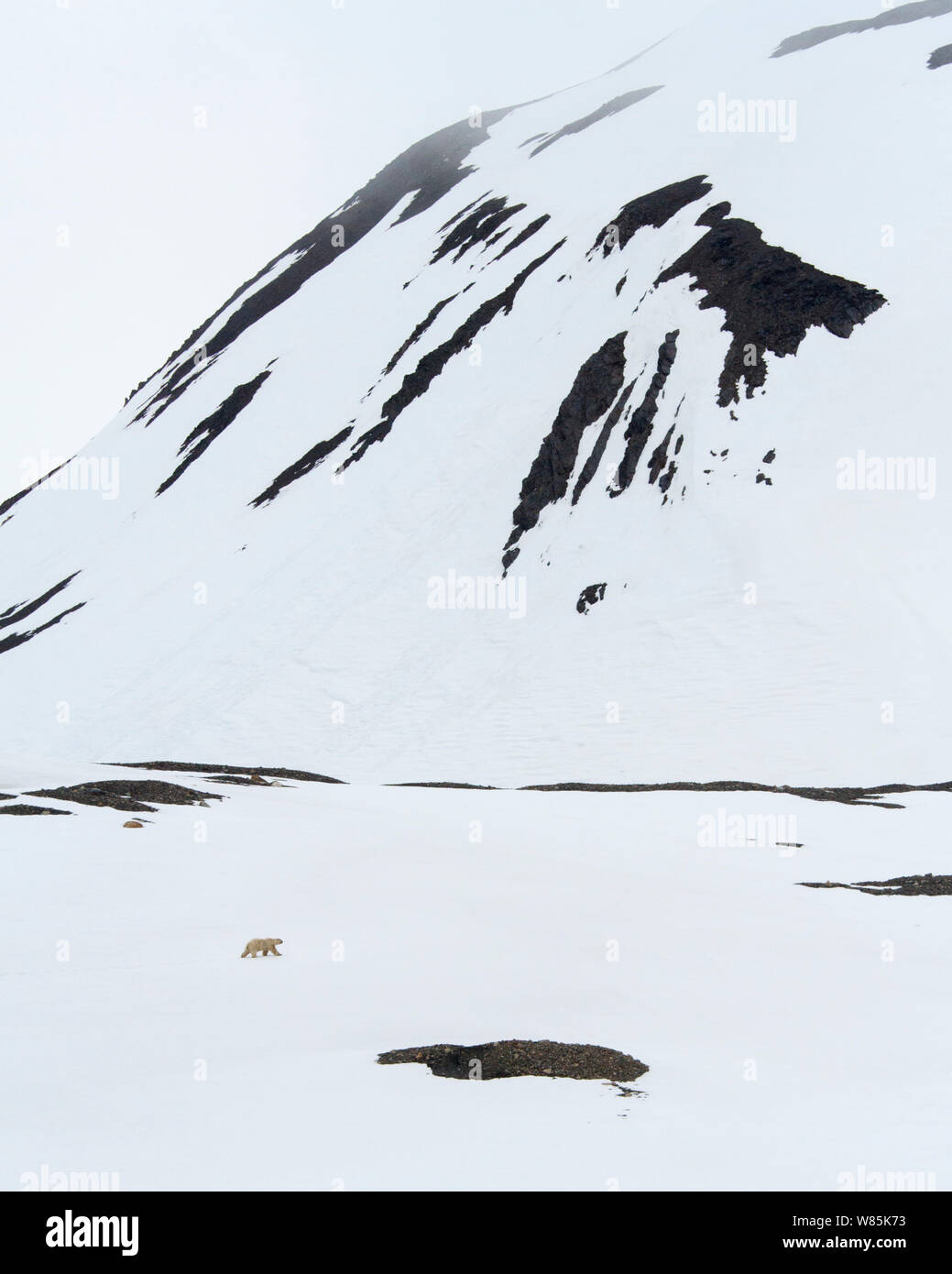 Polar bear (Ursus maritimus) in arctic landscape. Spitsbergen, Svalbard ...