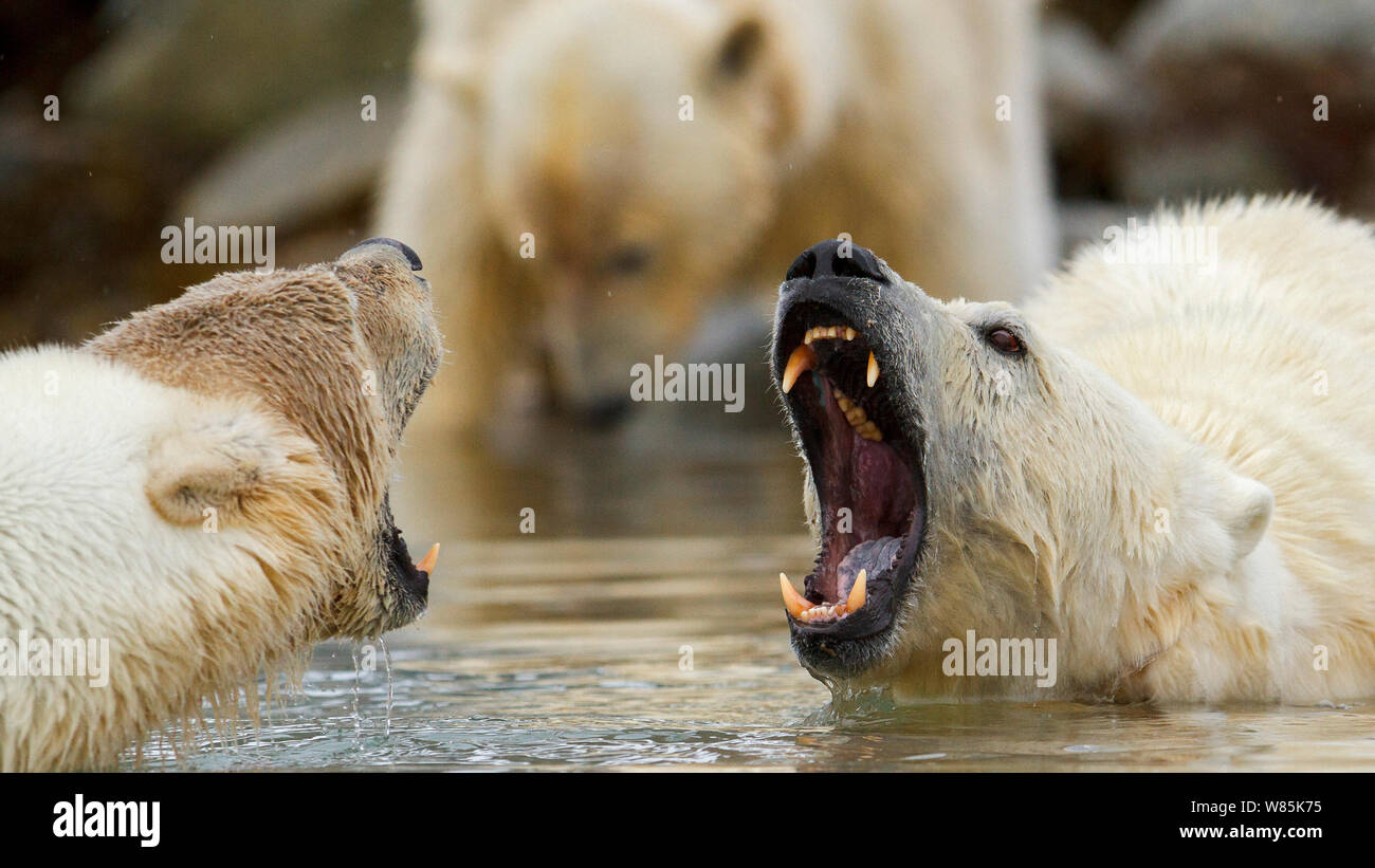 Polar bear (Ursus maritimus) aggression, two roaring at each other ...