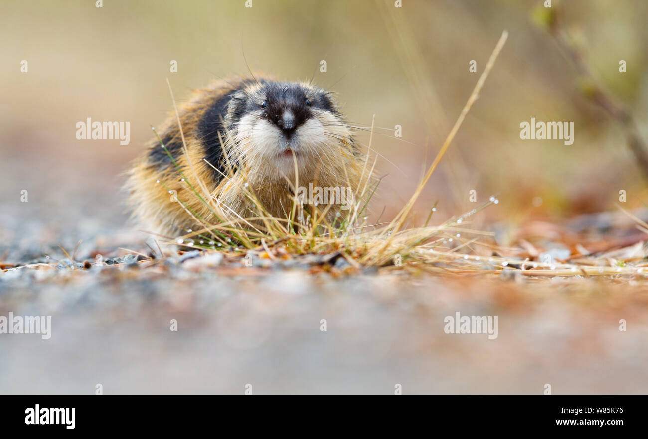 Norway lemming lemmus lemmus hi-res stock photography and images - Alamy