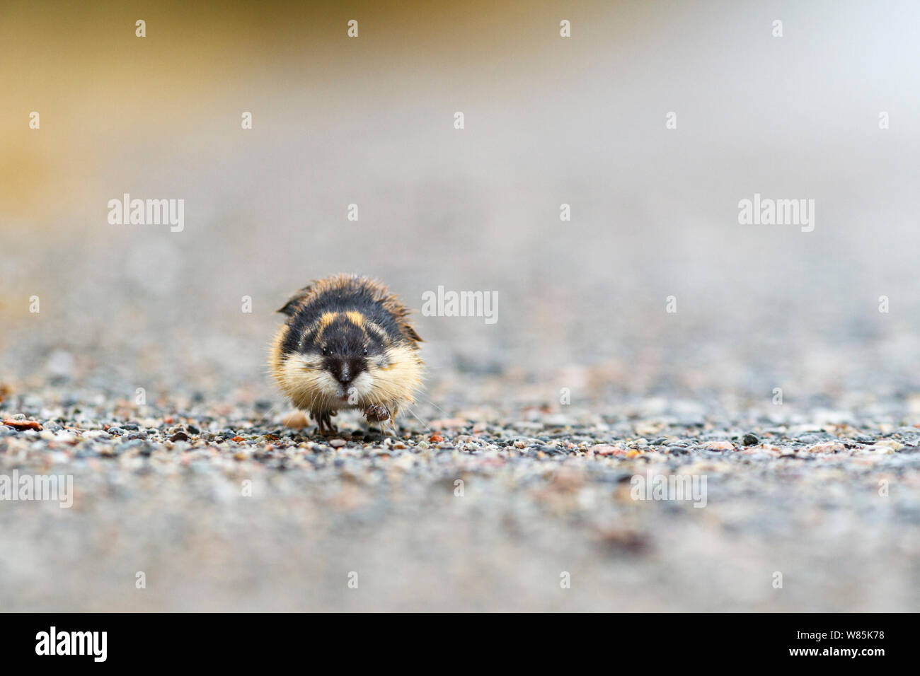 Norway lemming lemmus lemmus hi-res stock photography and images - Alamy