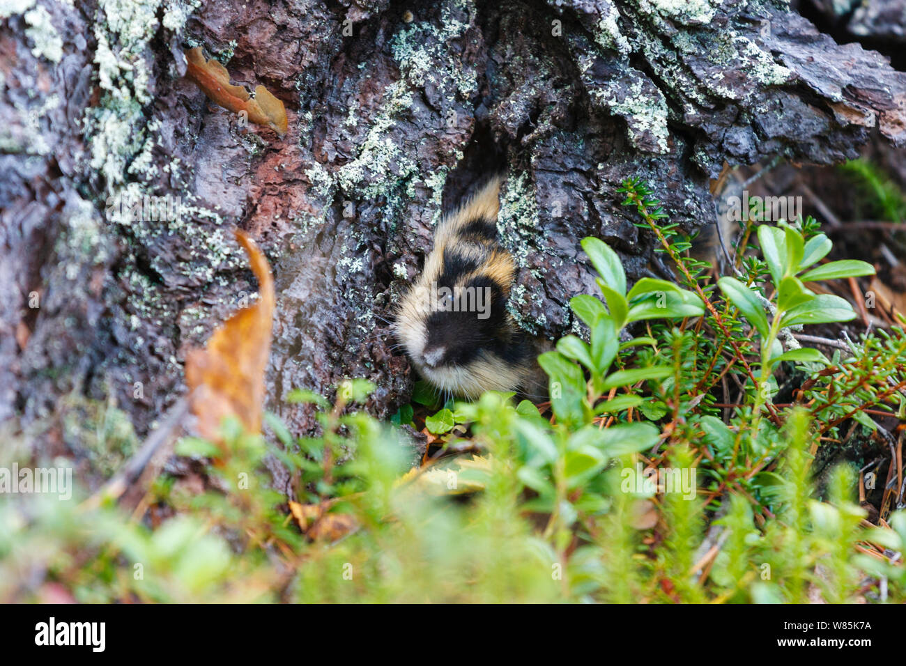 Norwegian lemming (Lemmus lemmus) peering out from under rock, Troms ...