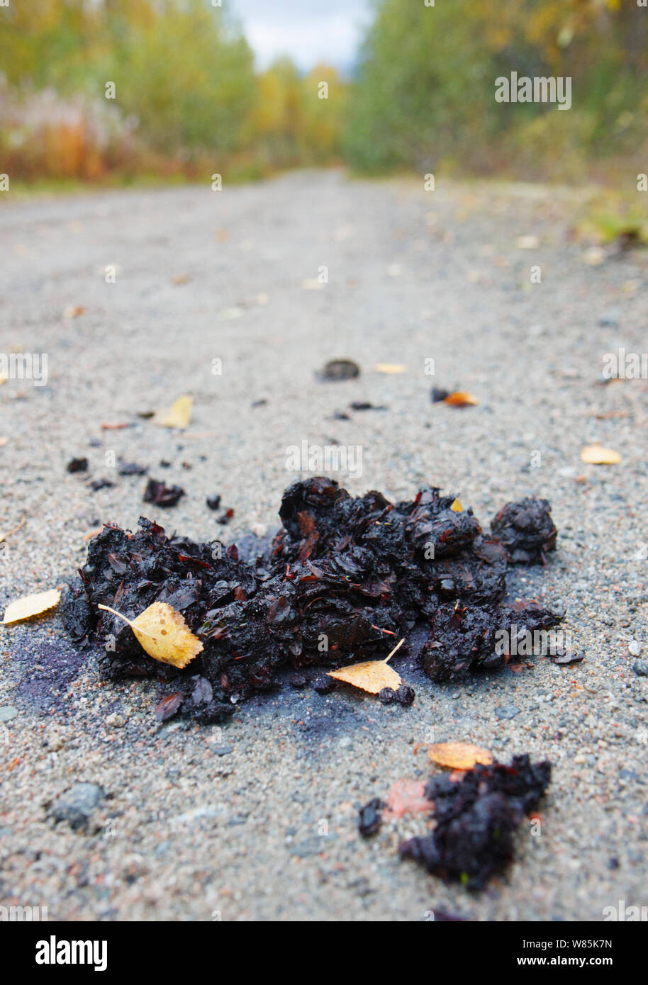 Mammal faeces hi-res stock photography and images - Alamy