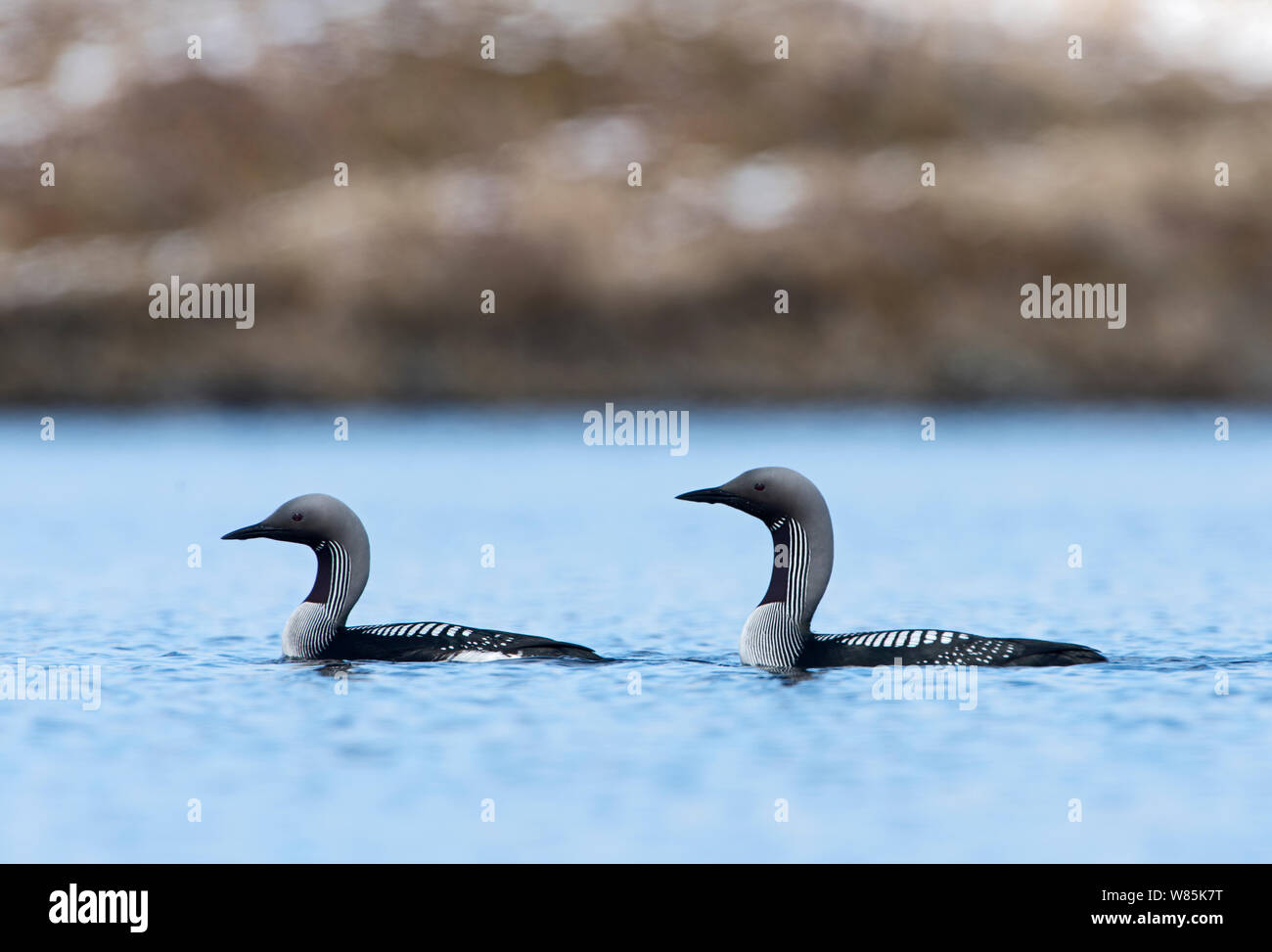 Black throated diver uk hi-res stock photography and images - Alamy
