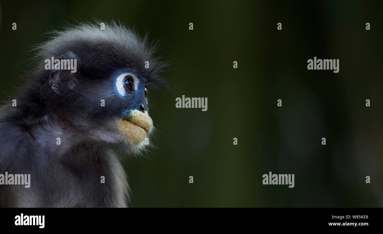 Khao sam roi yot national park wildlife hi-res stock photography and ...