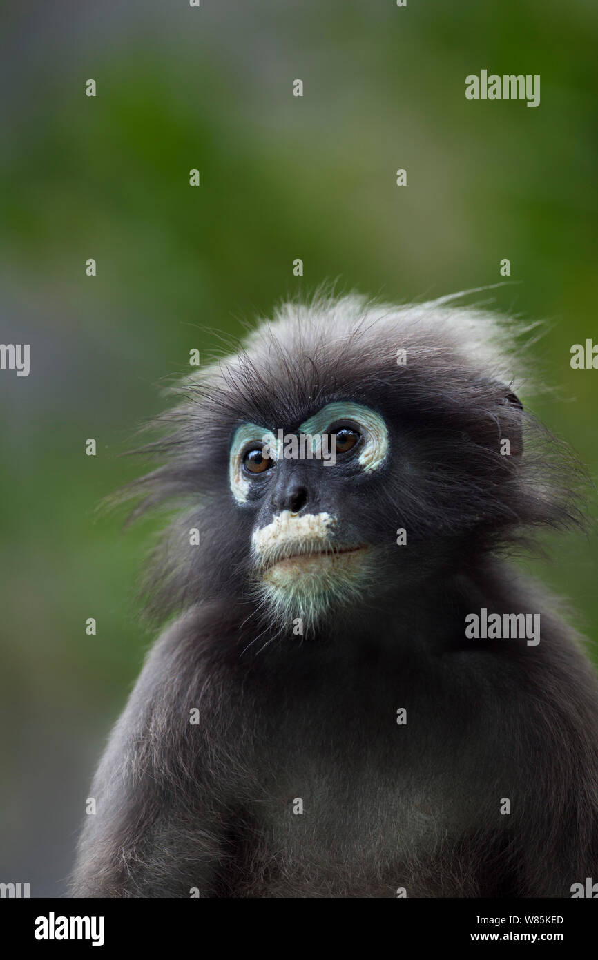 Human Spaceflight Monkeys