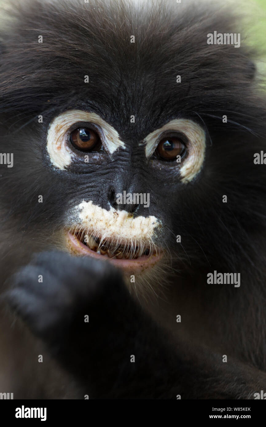 Dusky leaf monkey (Trachypithecus obscurus) portrait . Khao Sam Roi Yot ...
