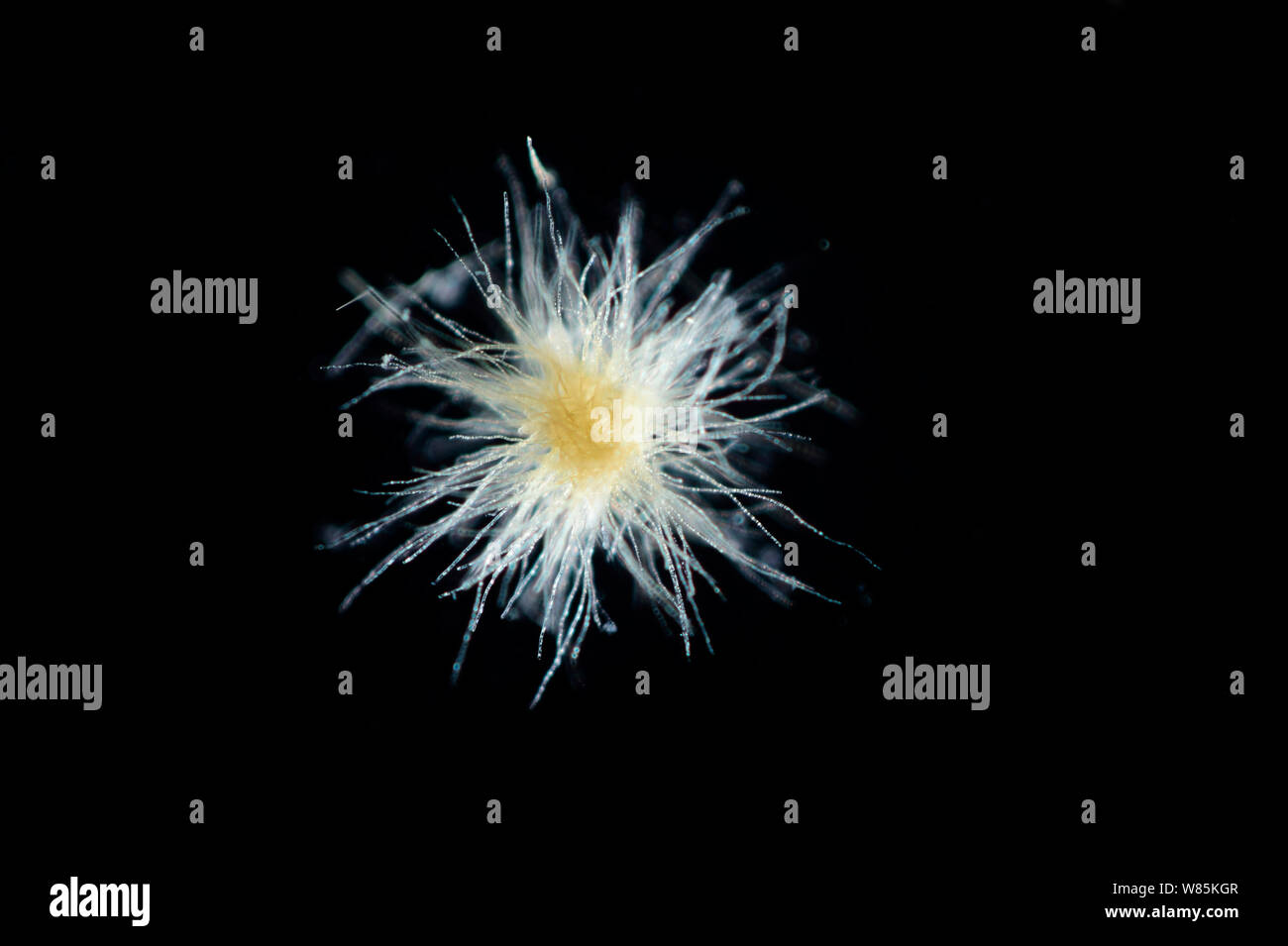 Saltwater bacterium hi-res stock photography and images - Alamy
