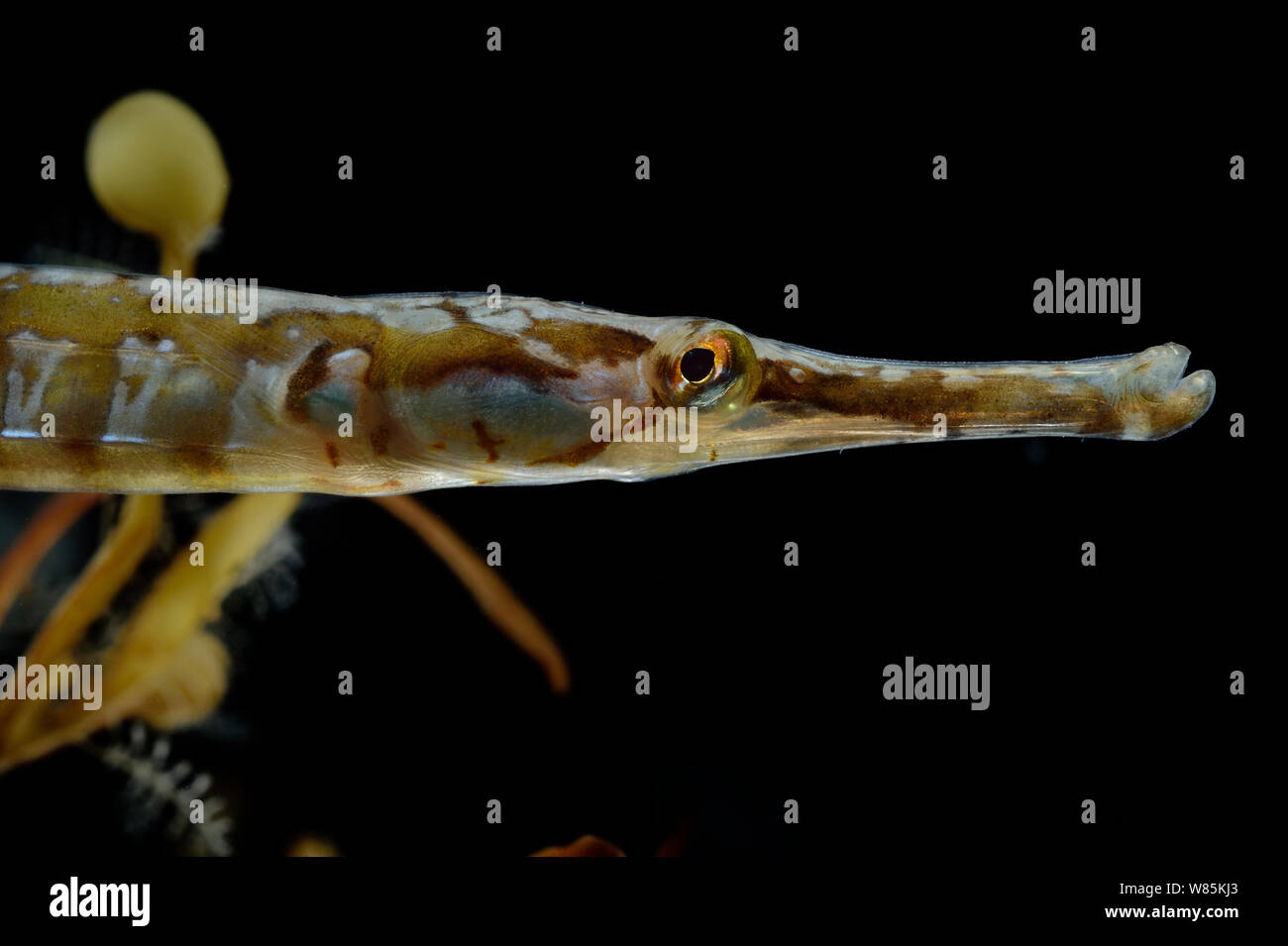 Dusky Pipefish