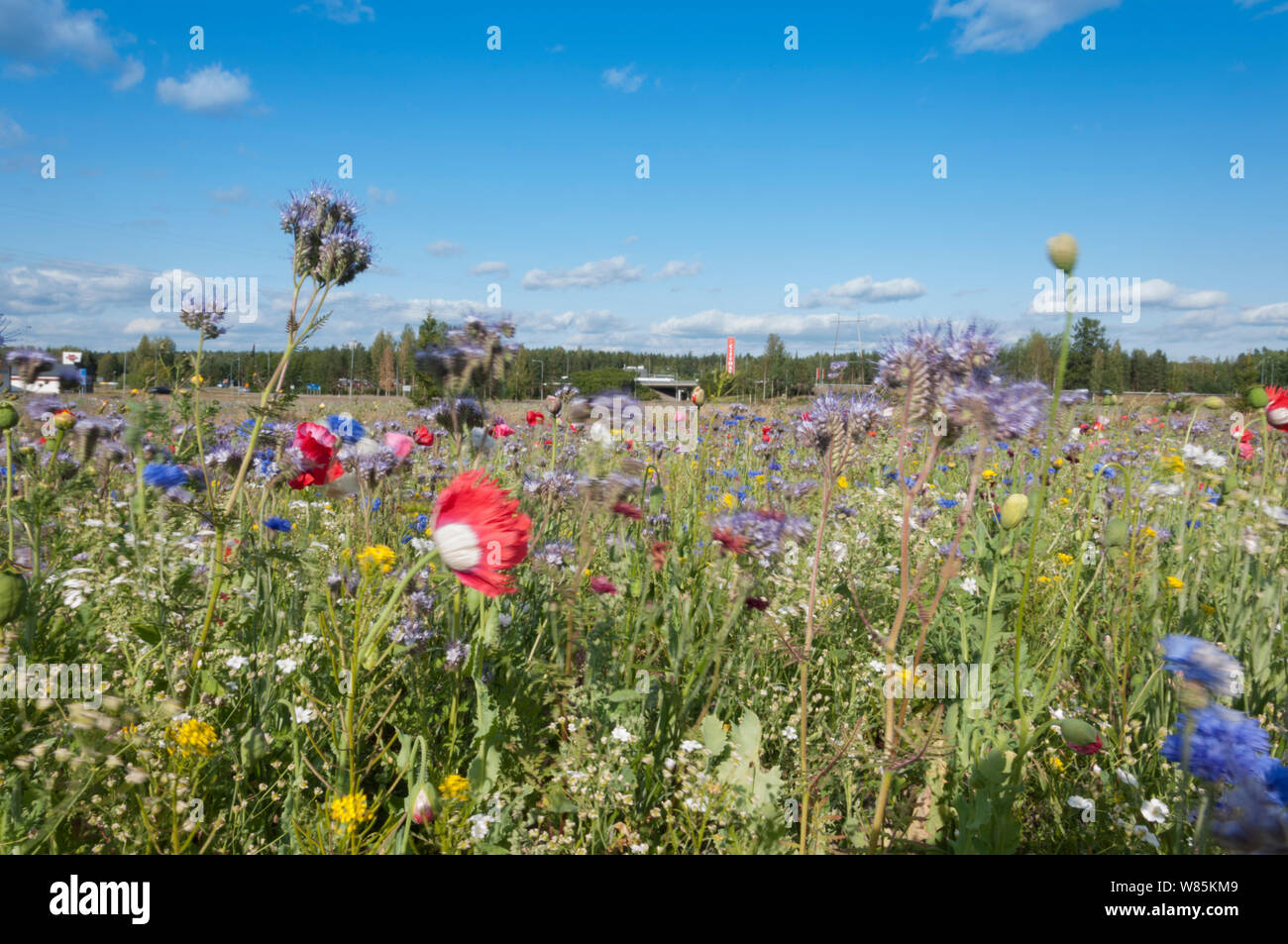 A Field of Wild Flowers Stock Photo - Alamy