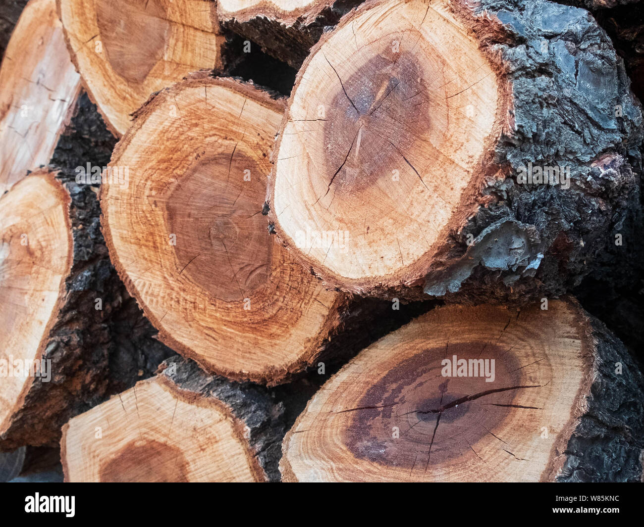 Piled pine tree logs. Stacks of cut wood Stock Photo - Alamy
