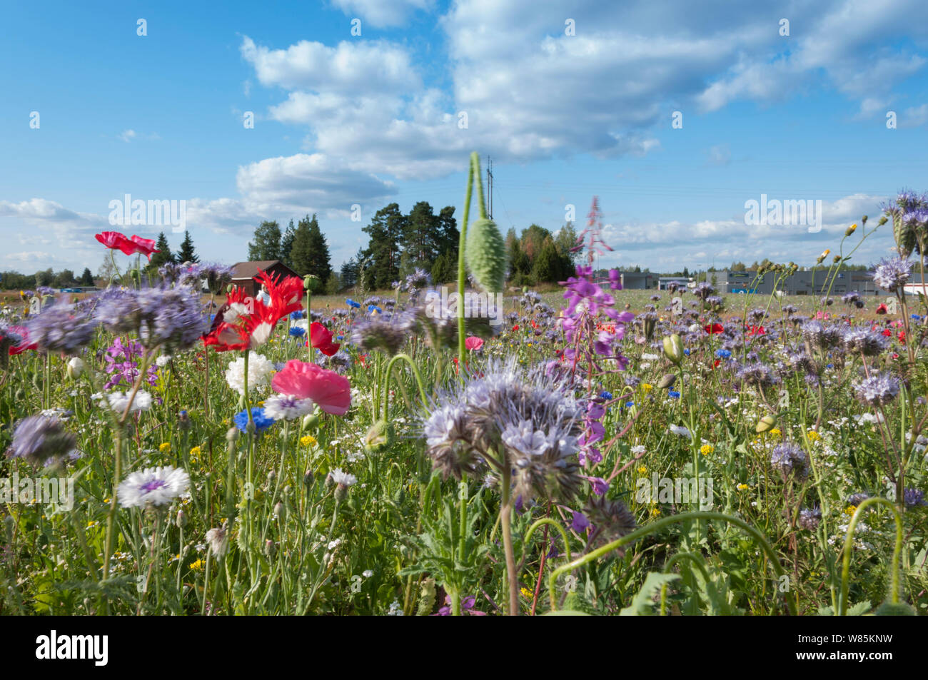 A Field of Wild Flowers Stock Photo - Alamy