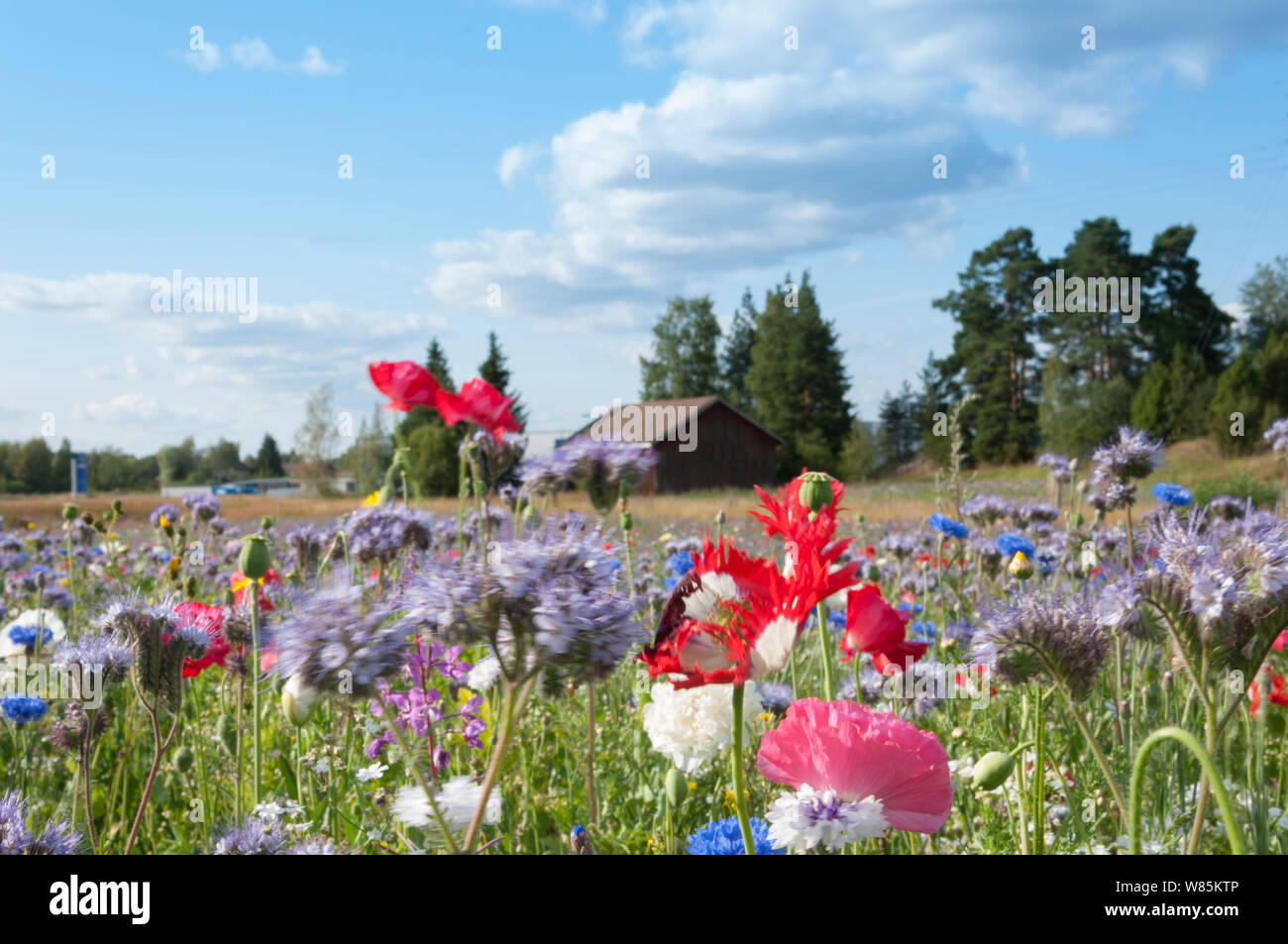 A Field of Wild Flowers Stock Photo - Alamy