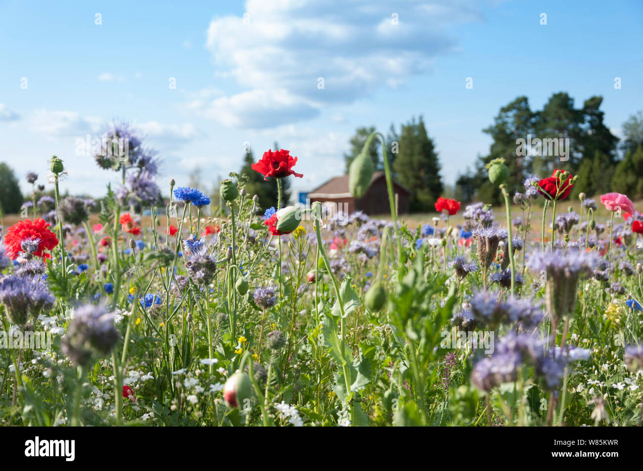 A Field of Wild Flowers Stock Photo - Alamy