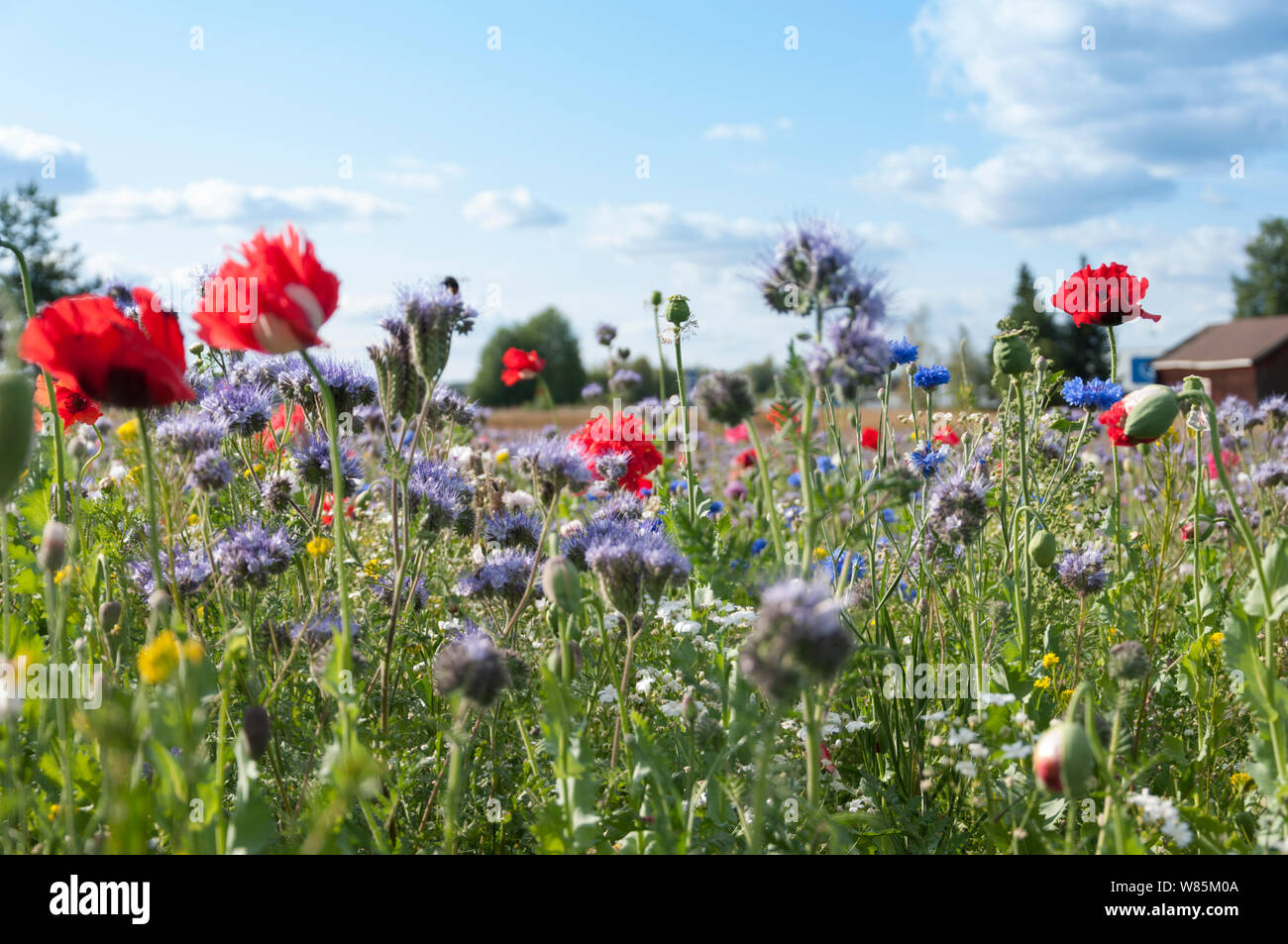 A Field of Wild Flowers Stock Photo - Alamy