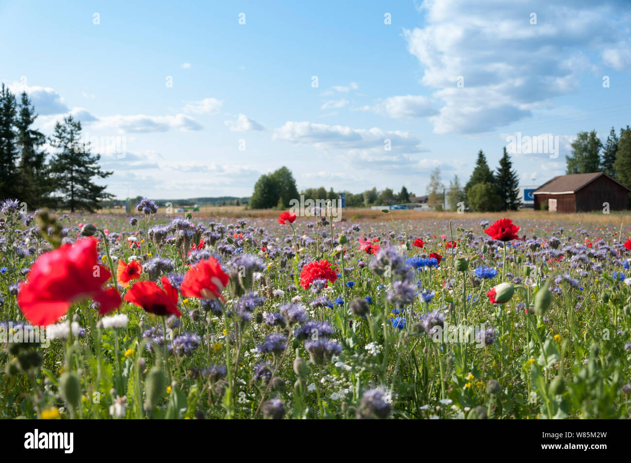 A Field of Wild Flowers Stock Photo - Alamy