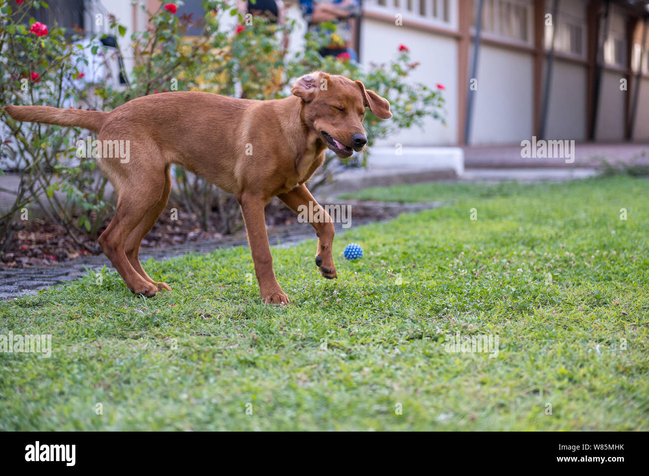 highspeed capture of a young brown labrador playing with a ball Stock ...
