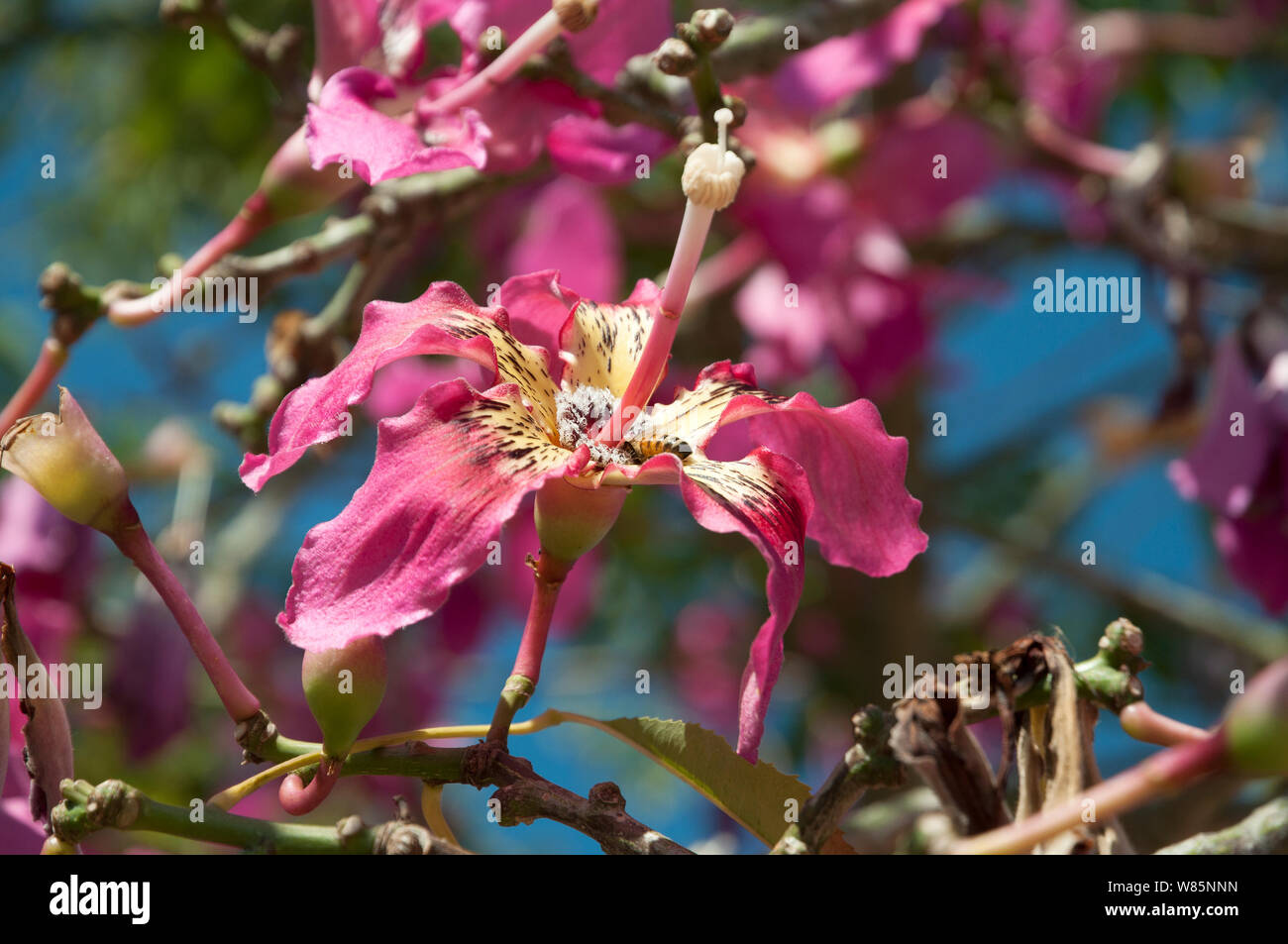 Silk floos flowers Stock Photo - Alamy