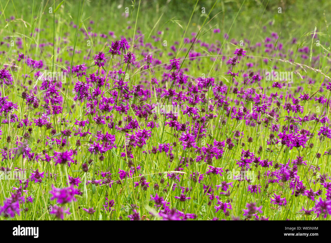 Betonica officinalis hi-res stock photography and images - Alamy