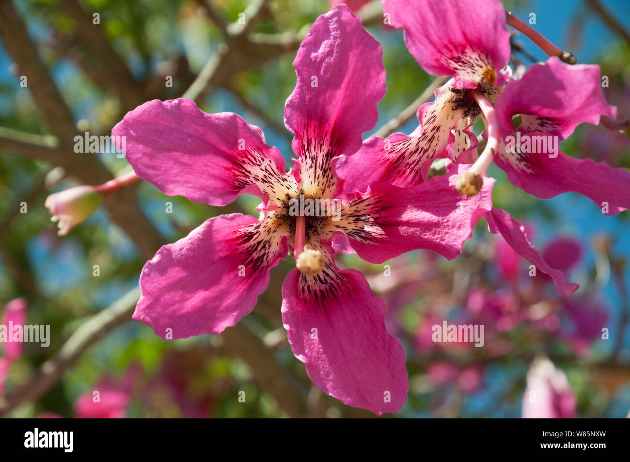 Silk floos flowers Stock Photo - Alamy