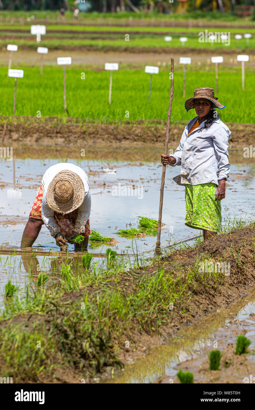 People Working Hard Farming