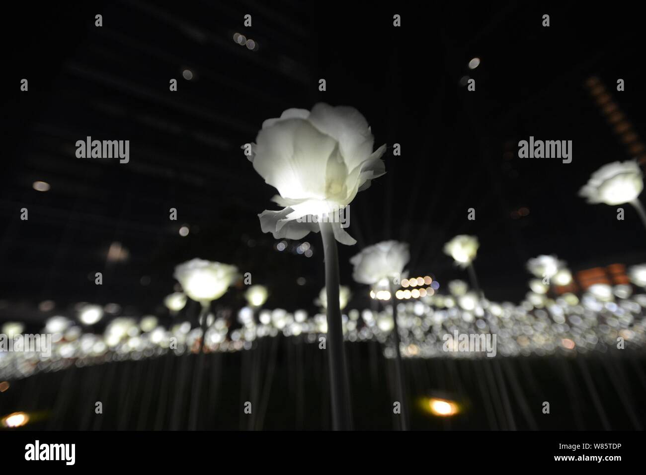 A night view of LED white roses during the"Light Rose Garden ...