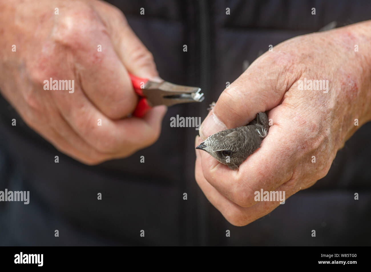 Swift breed hi-res stock photography and images - Alamy
