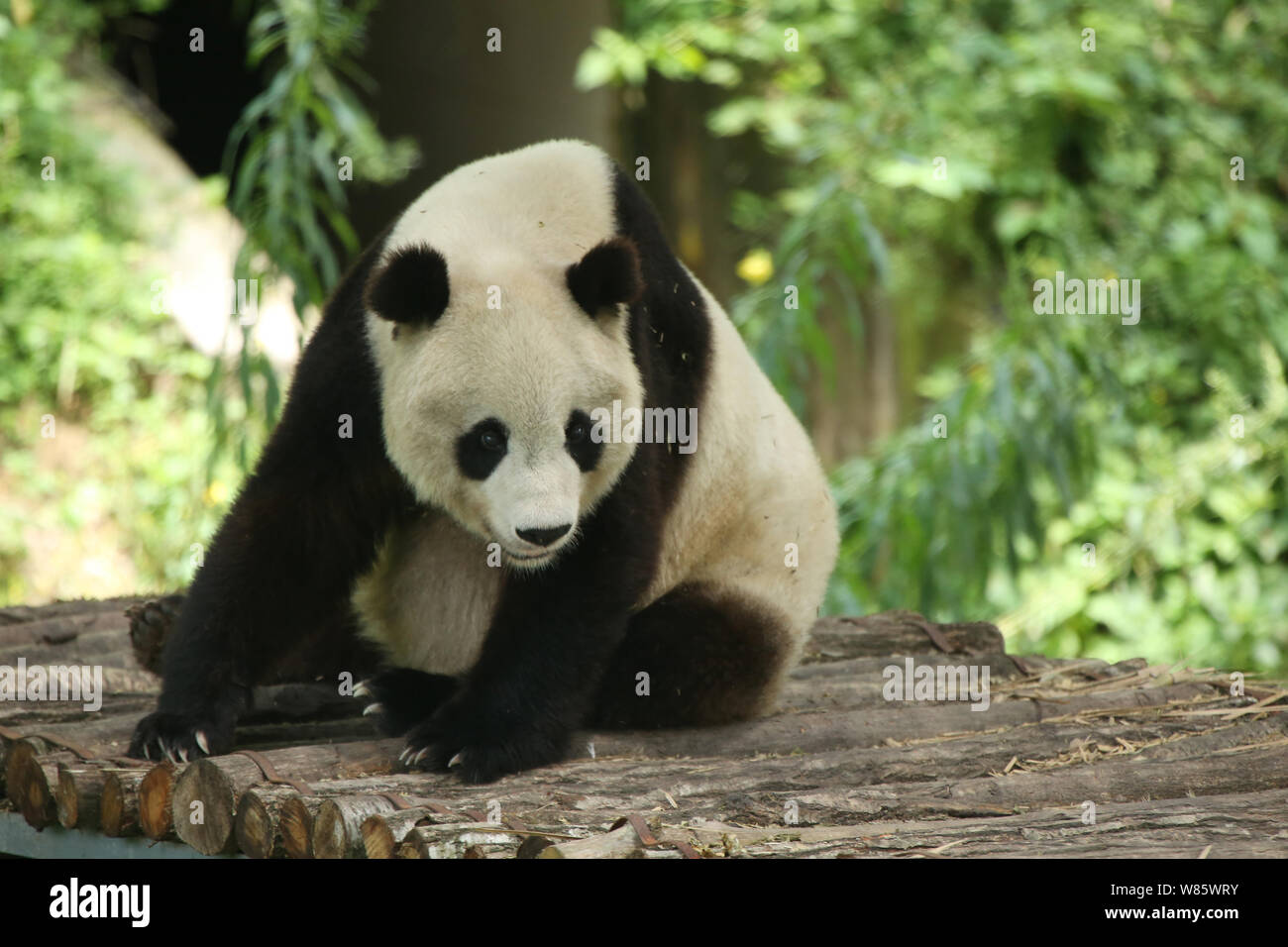 A giant panda rests on a wooden stand at the Huayang Ancient Town ...