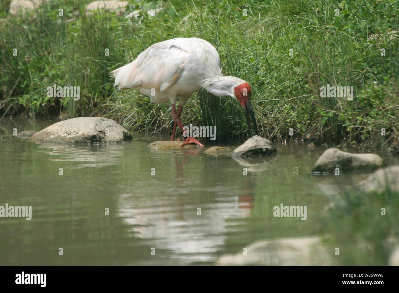A crested ibis is pictured at the Huayang Ancient Town scenic spot in ...