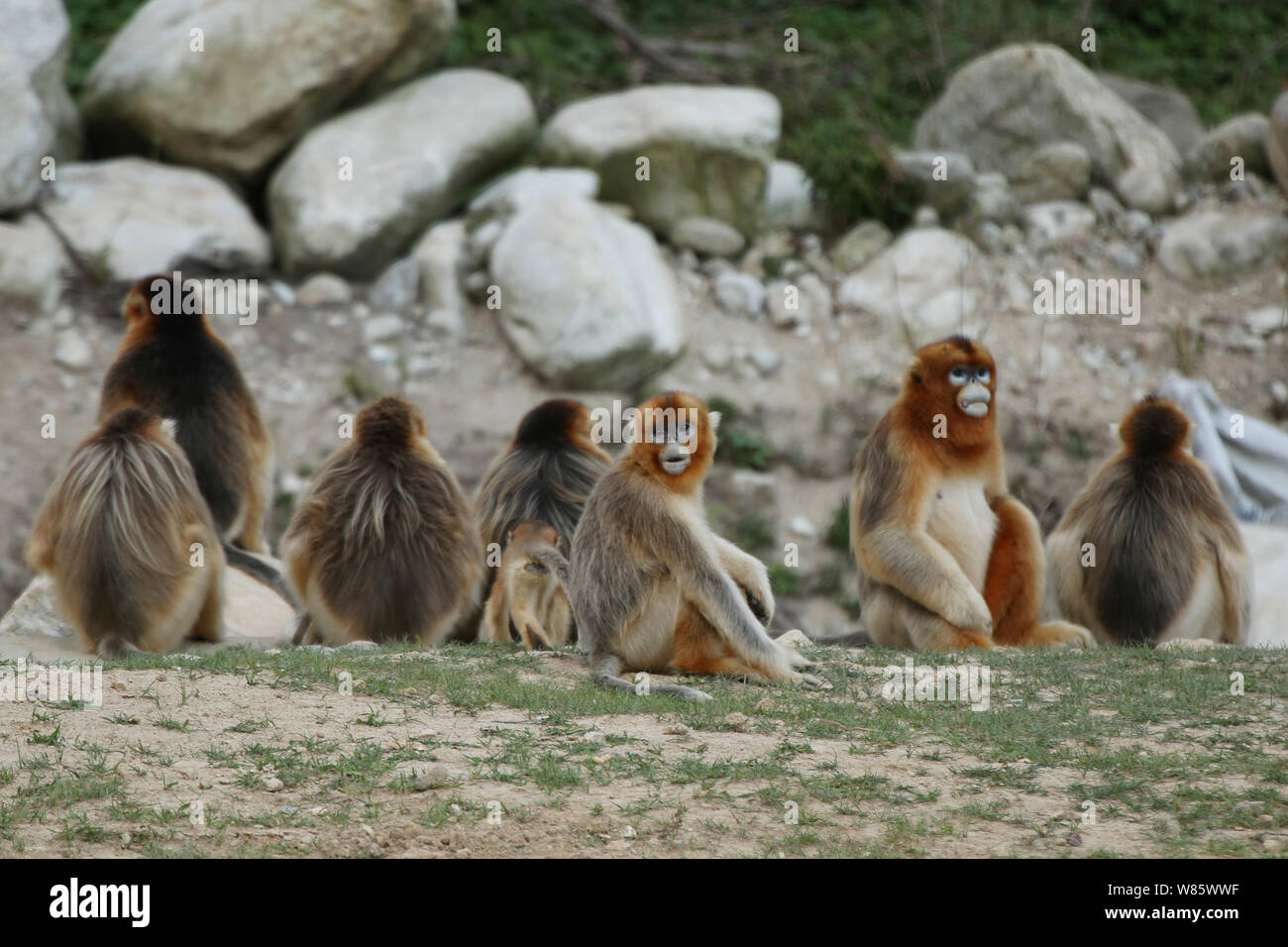Golden monkeys are pictured at the Huayang Ancient Town scenic spot in ...
