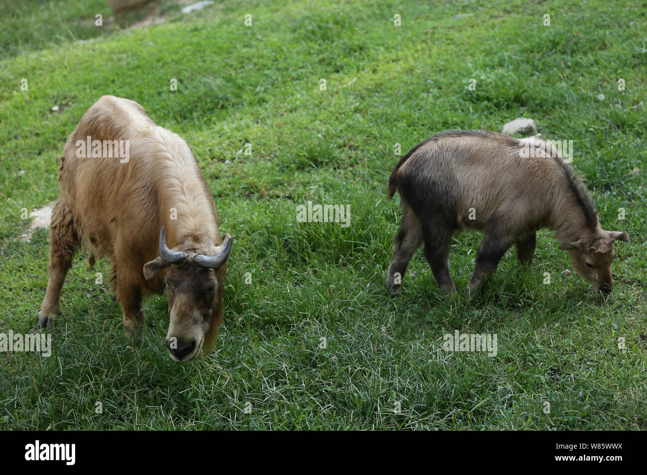 Takins are pictured at the Huayang Ancient Town scenic spot in Yang ...
