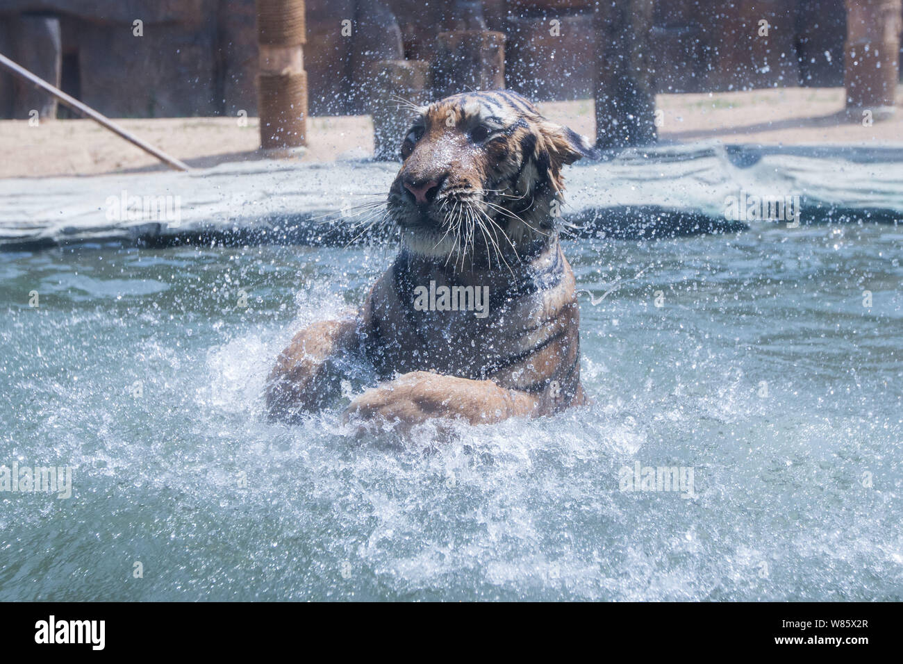 A Siberian tiger has fun in the water to cool off on a scorching day at ...