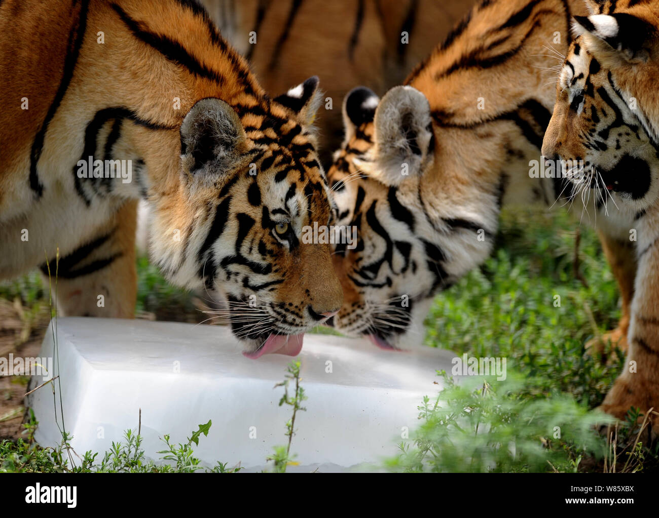 Siberian tigers lick ice to cool off on a scorcher at Guaipo Northeast ...