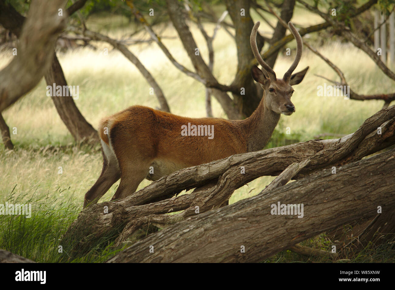 Deer tick england hi-res stock photography and images - Alamy