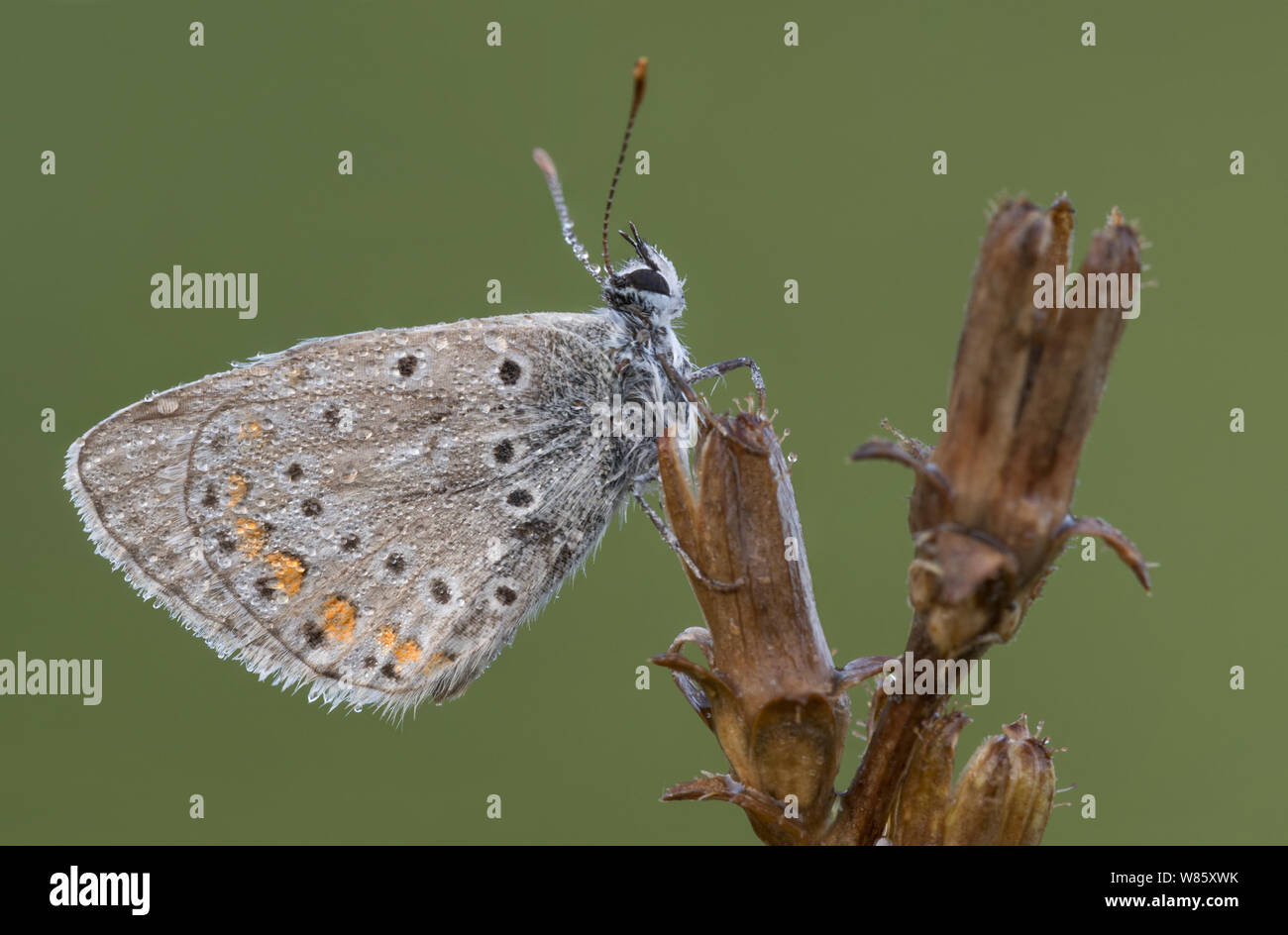 Common blue butterfly caterpillar hi-res stock photography and images ...