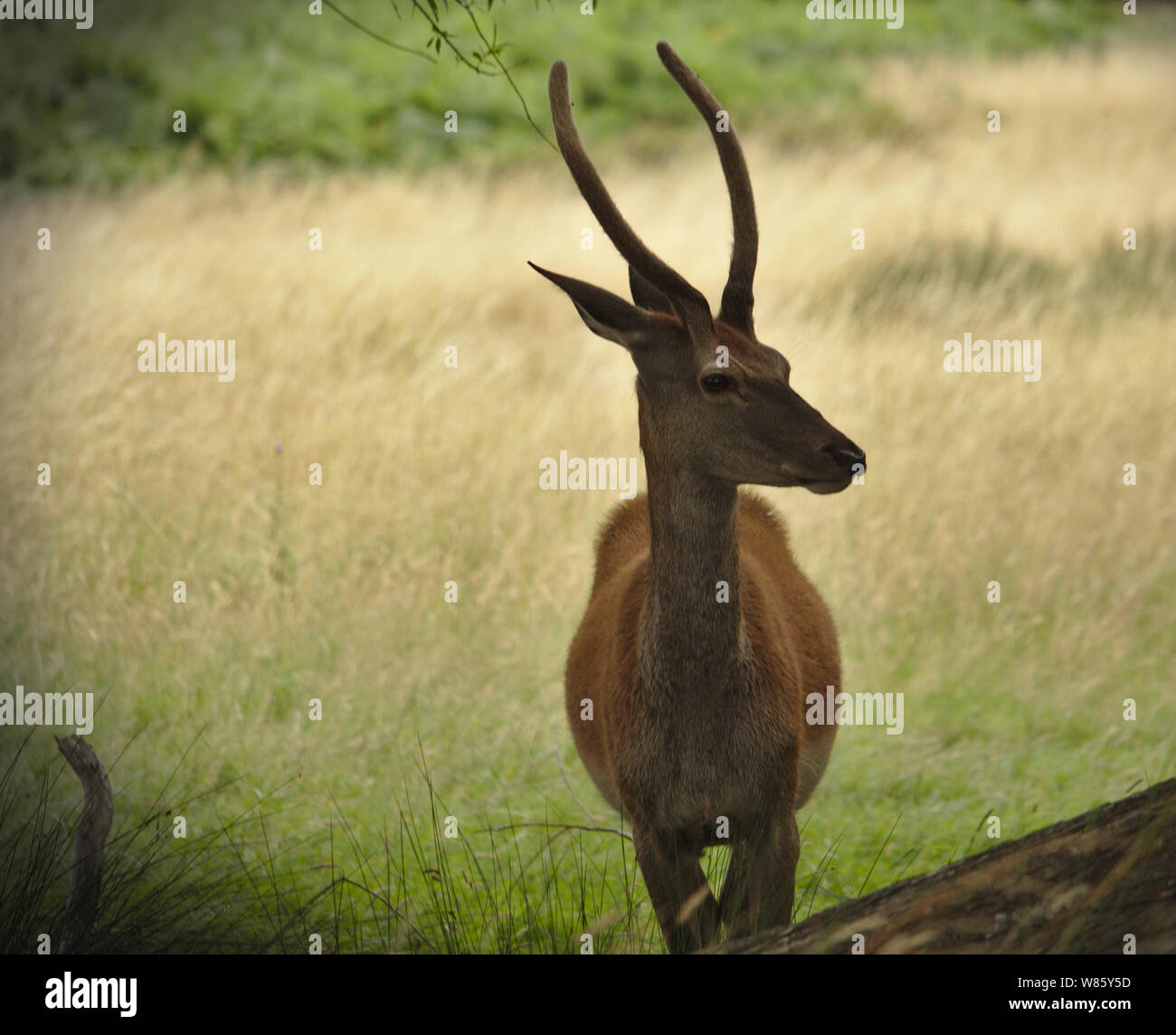Deer tick england hi-res stock photography and images - Alamy