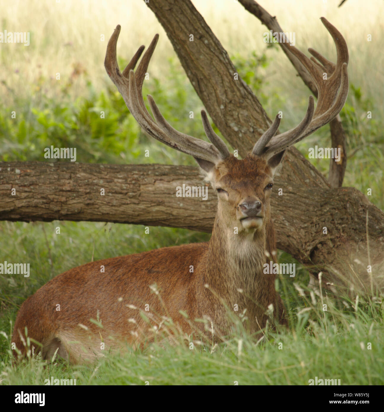 Deer tick england hi-res stock photography and images - Alamy