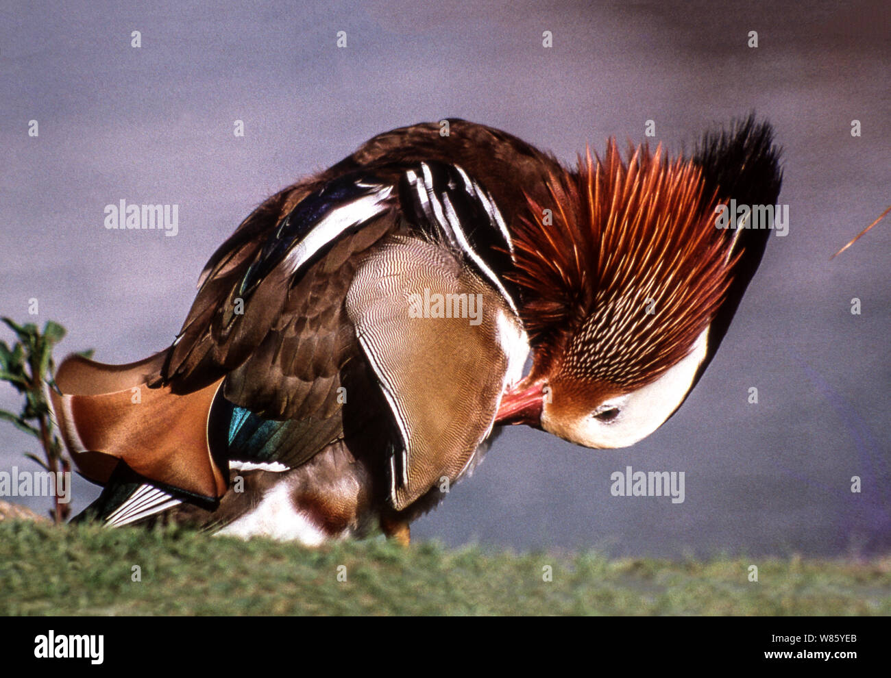 Mandarin Duck (Aix galericulata).Male in breeding plumage.Preening ...
