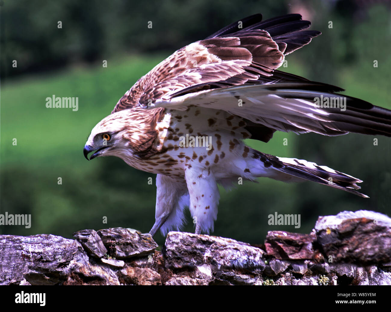 Short-toed Eagle (Circaetus gallicus). Adult.Southwest France Stock ...