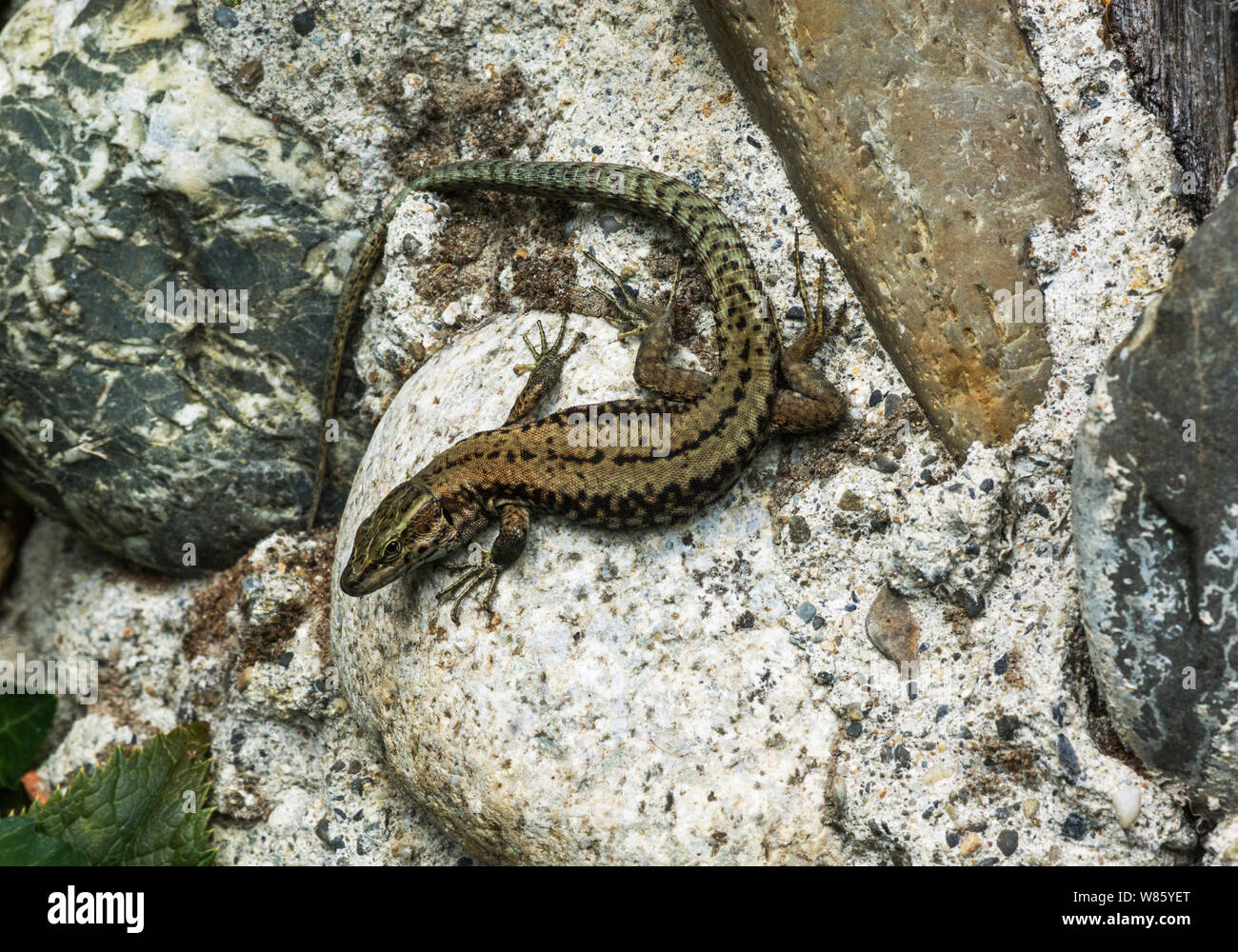 Common Wall Lizard (Podaris murallis).Southwest France Stock Photo - Alamy