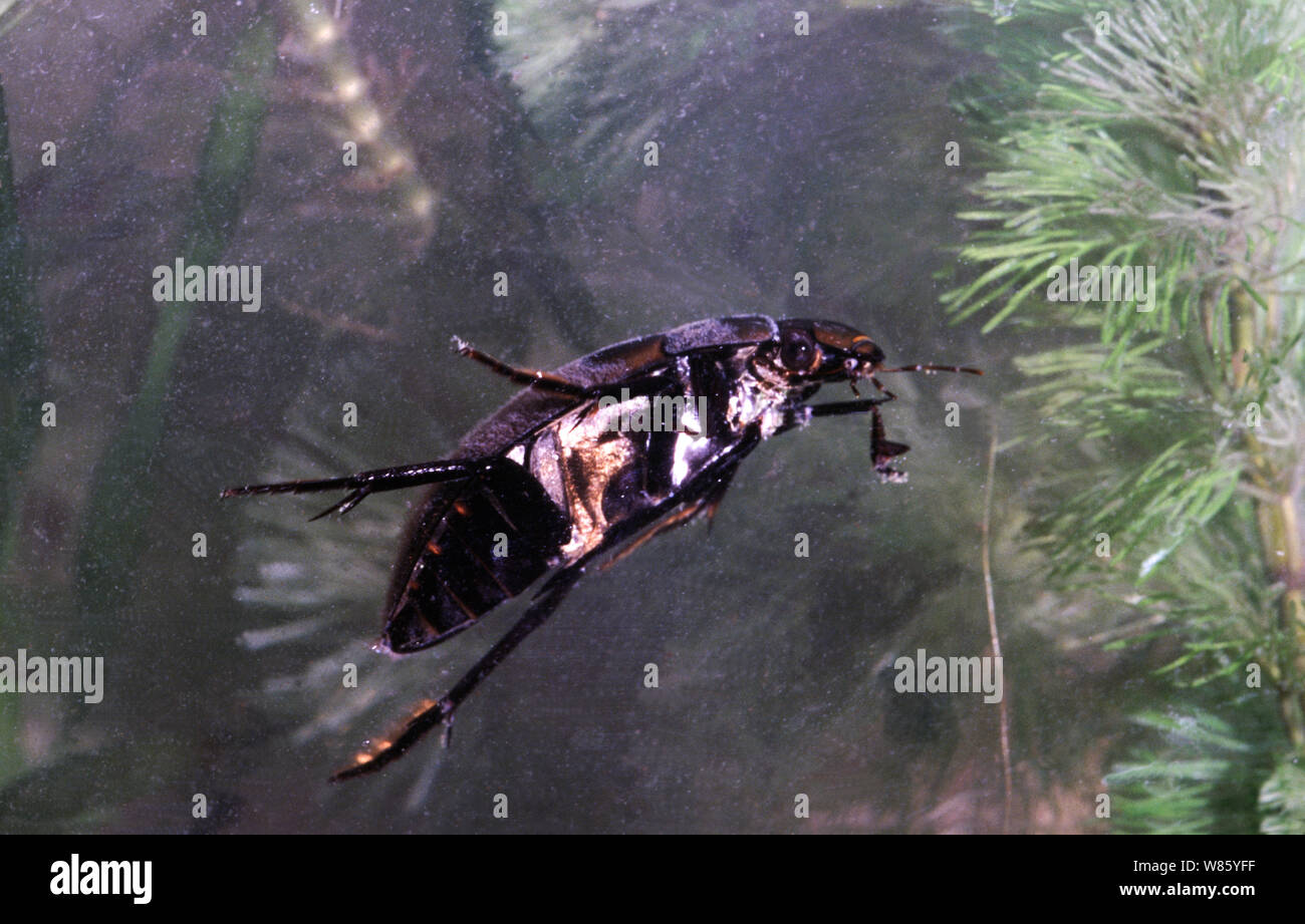 Silver beetles hi-res stock photography and images - Alamy