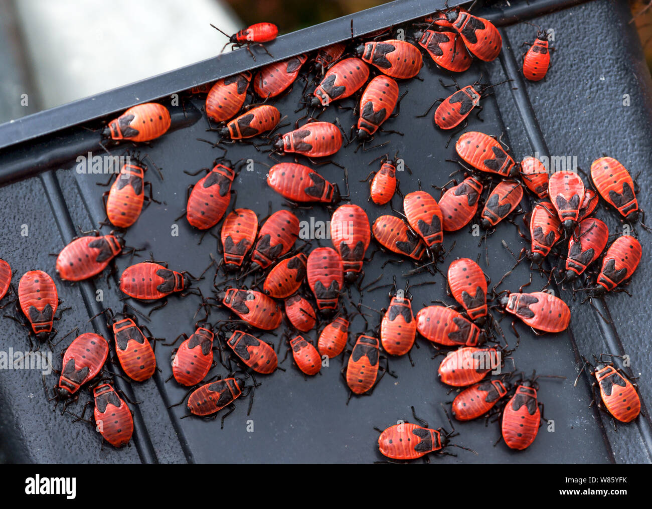 Insects,Fire Bug or Gendarme Beetle (Pyrrhocoris apterus) Adult and ...