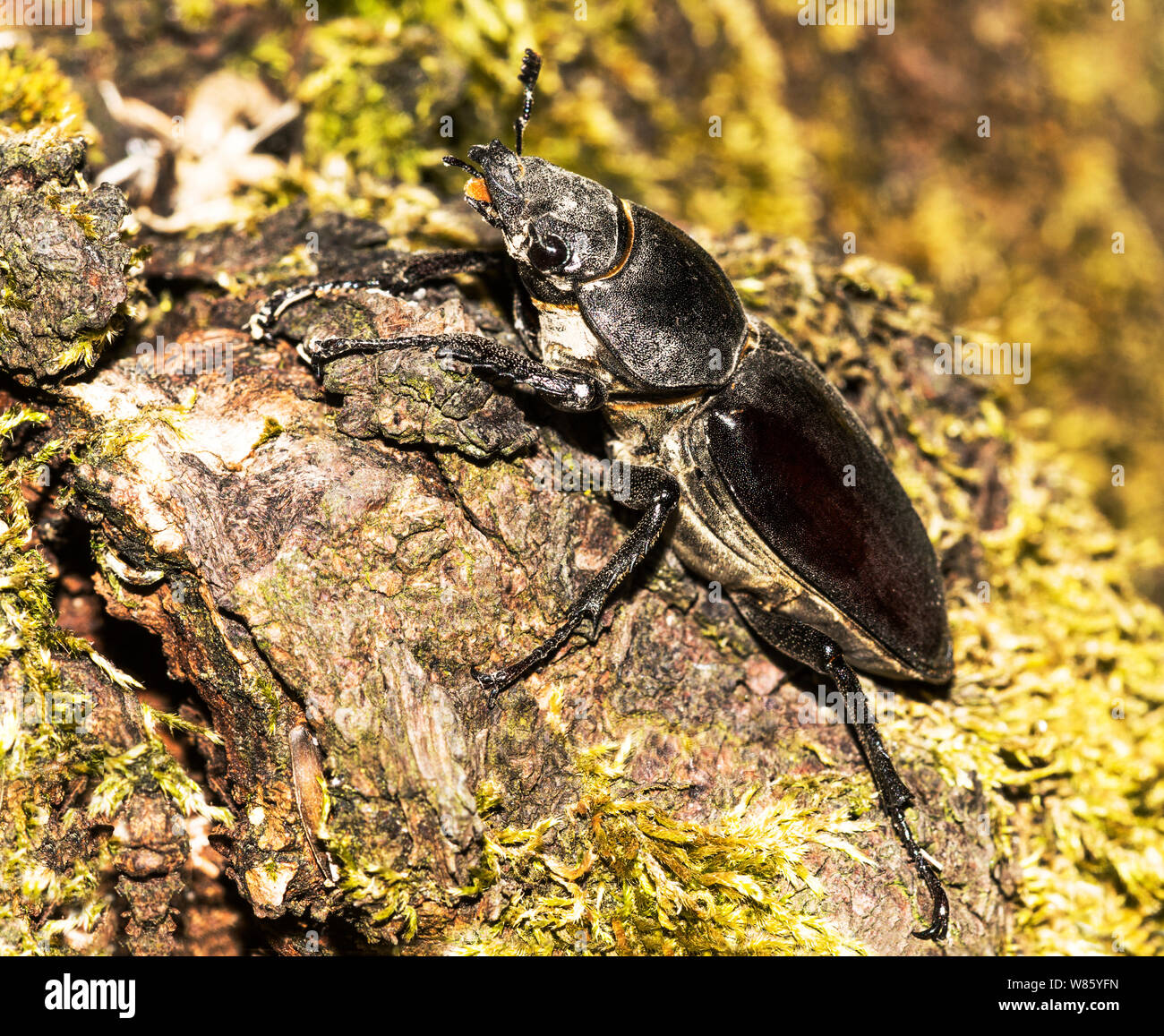 Photographing beetles hi-res stock photography and images - Alamy