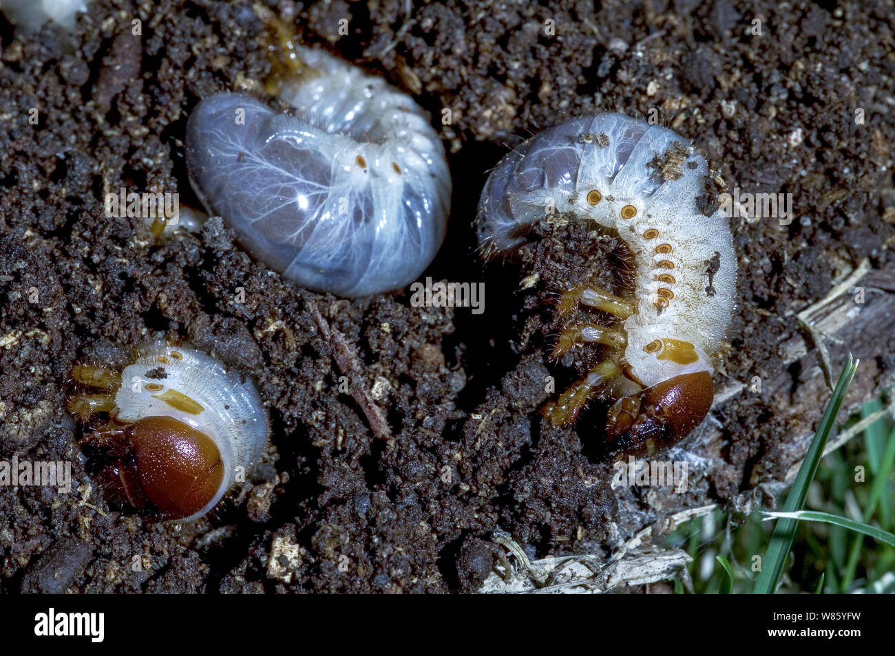 Stag Beetle (Lucanus cervus).Larvae burrowing into rotten wood.The ...