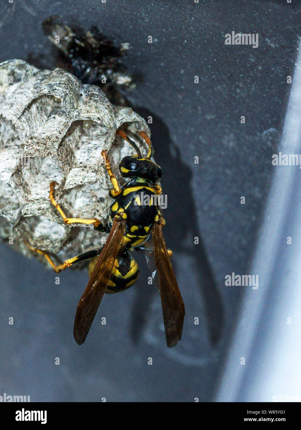 Insects,Nest of a Paper Wasp (Polistes gallicus) .Nest built in the ...