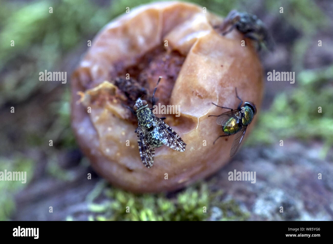 Flies fruit rotten hi-res stock photography and images - Alamy
