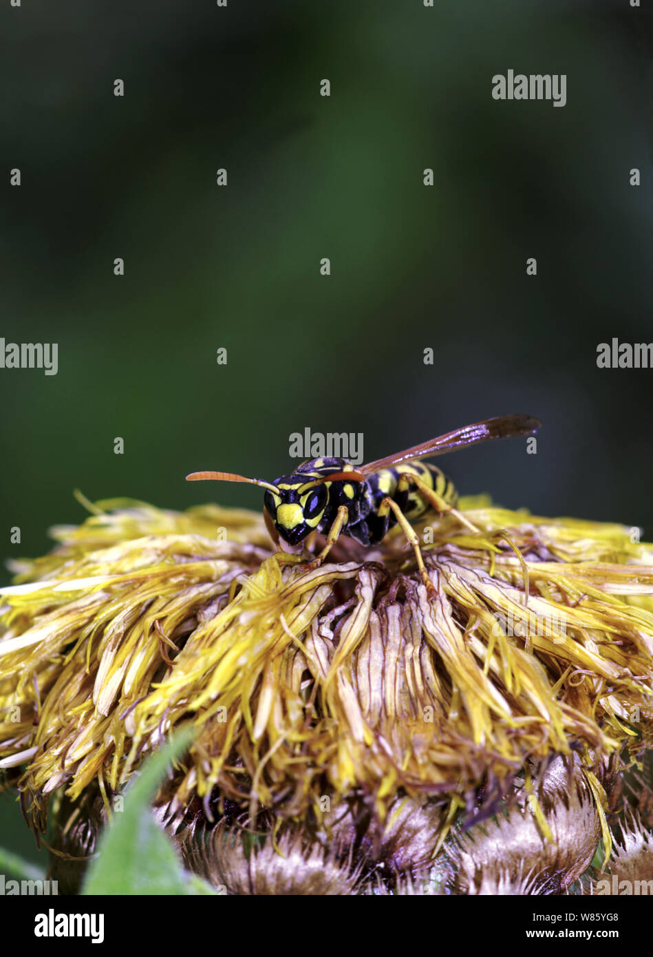 Insects, Tree Wasp (Dolichovespula sylvestris).Adult on the dying ...