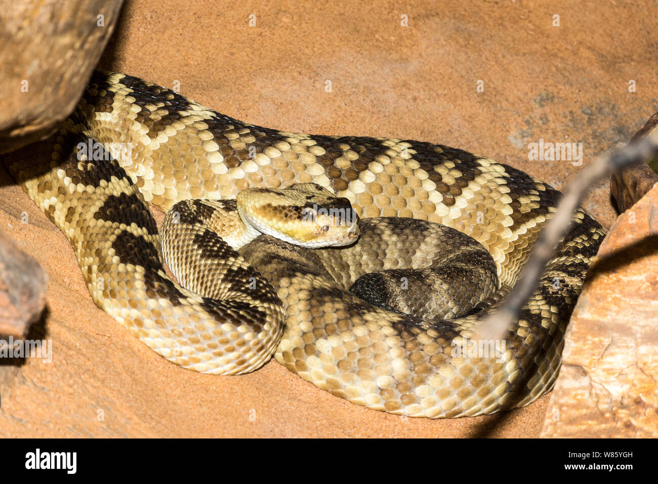 Black tailed rattlesnake crotalus molossus hi-res stock photography and images - Alamy